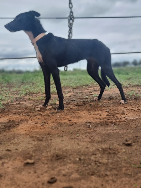 Lot 8 - Cricket | AuctionsPlus