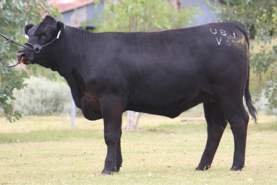 Lot 15A - U8J CATTLE CO WATTLE V6 | AuctionsPlus