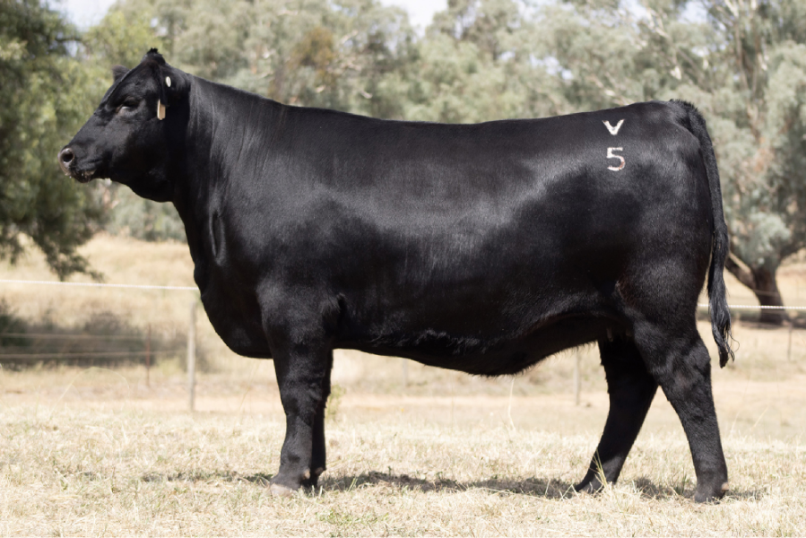Lot 18B - HOBBS LIVESTOCK JESTRESS H66 R1 V5 | AuctionsPlus