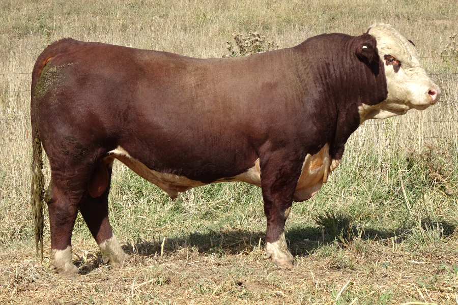 Lot 3 - STANFORD UBOBO U012 (P) | AuctionsPlus