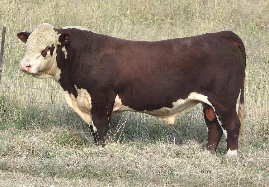 Lot 8 - STANFORD URANQUINTY U095 (TW) (PP) | AuctionsPlus