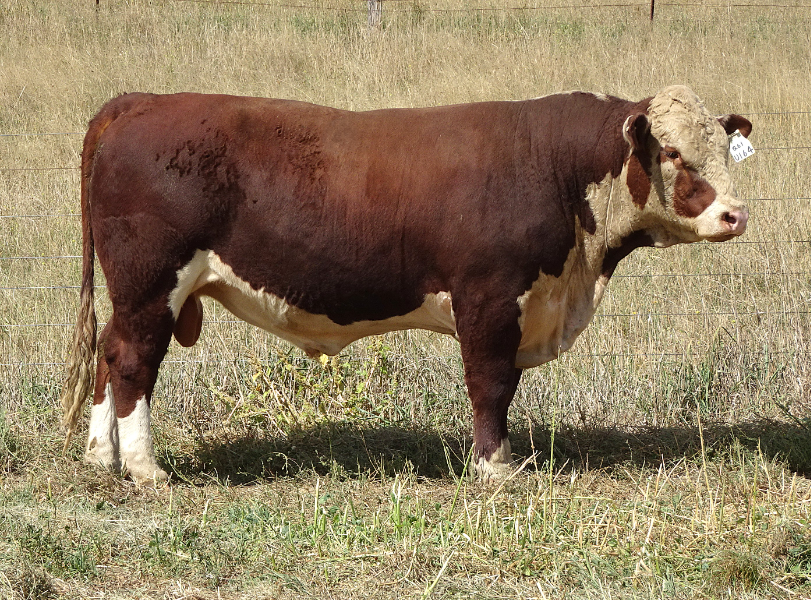 Lot 19 - STANFORD ULTIMATE U164 (PP) | AuctionsPlus