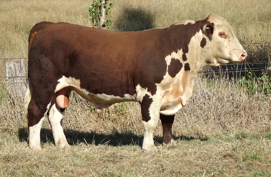 Lot 26 - STANFORD UNIQUE U204 (PP) | AuctionsPlus