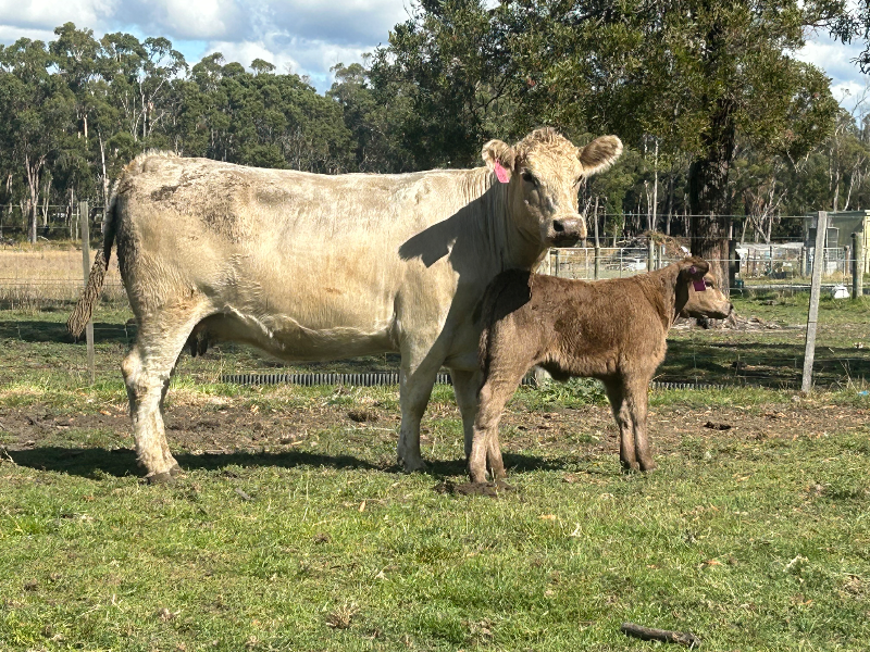 Lot 14 - Fire-Ro Park Miss Jeannette | AuctionsPlus