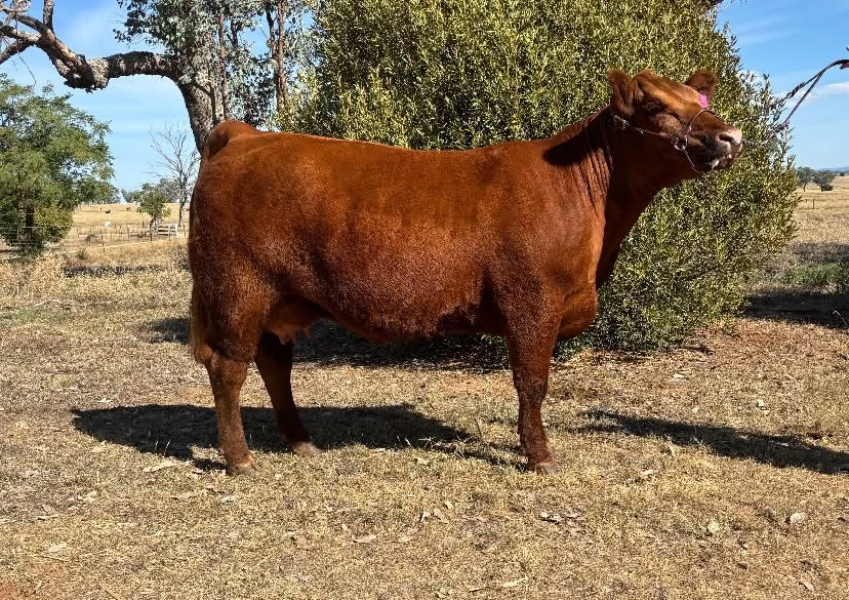 Lot 22 - GL LIVESTOCK TWILIGHT (PP R AA) | AuctionsPlus