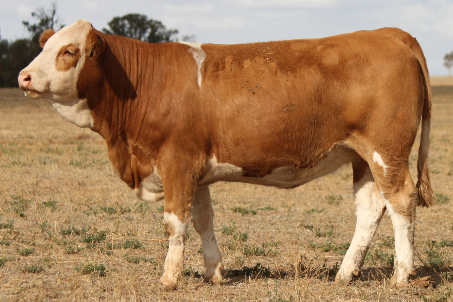 Lot 17 - Tennysonvale Ugunna (PP) | AuctionsPlus