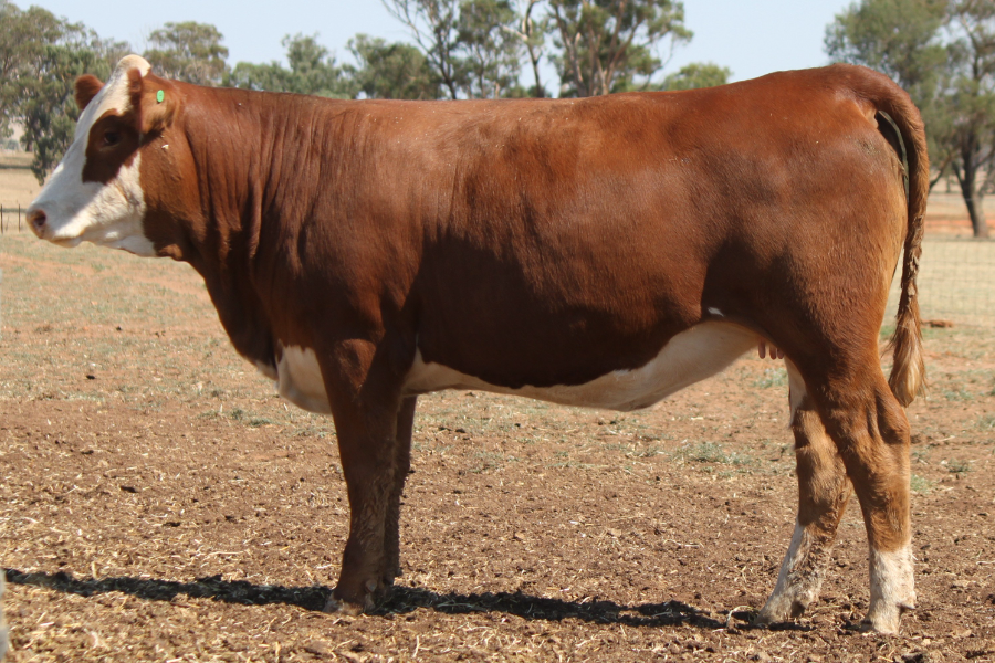 Lot 34 - Tennysonvale Ury Anne (P) | AuctionsPlus