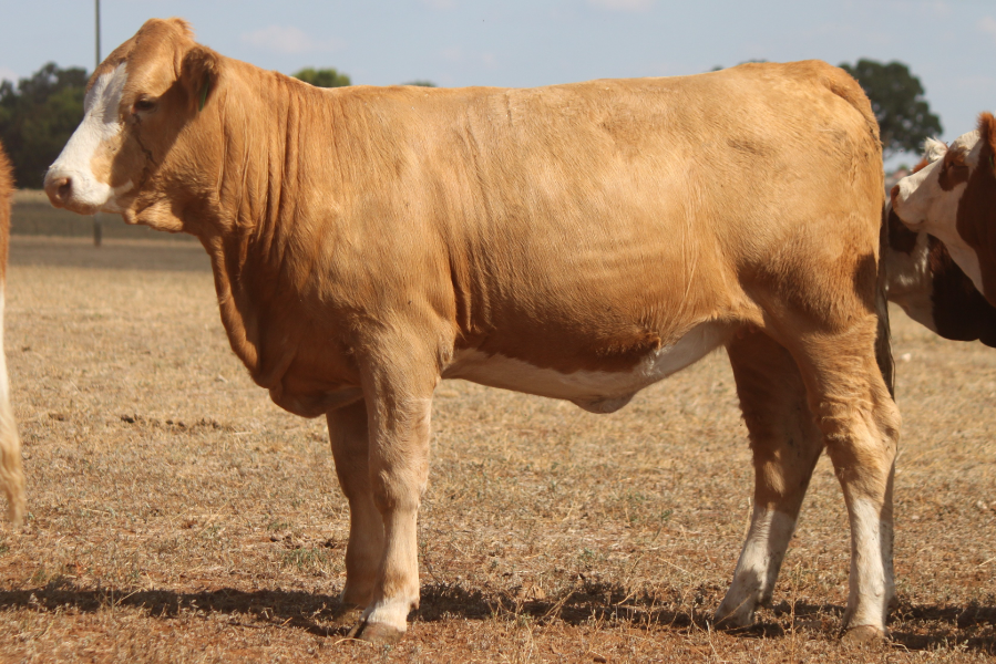 Lot 39 - Tennysonvale Velocity (PP) | AuctionsPlus