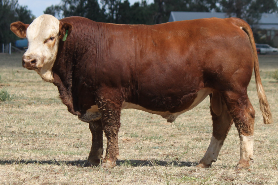 Lot 50 - Tennysonvale Uneedhim (P) | AuctionsPlus