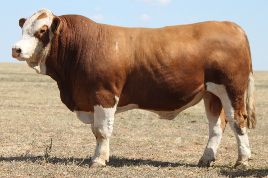 Lot 53 - Tennysonvale Usavory (PP) | AuctionsPlus