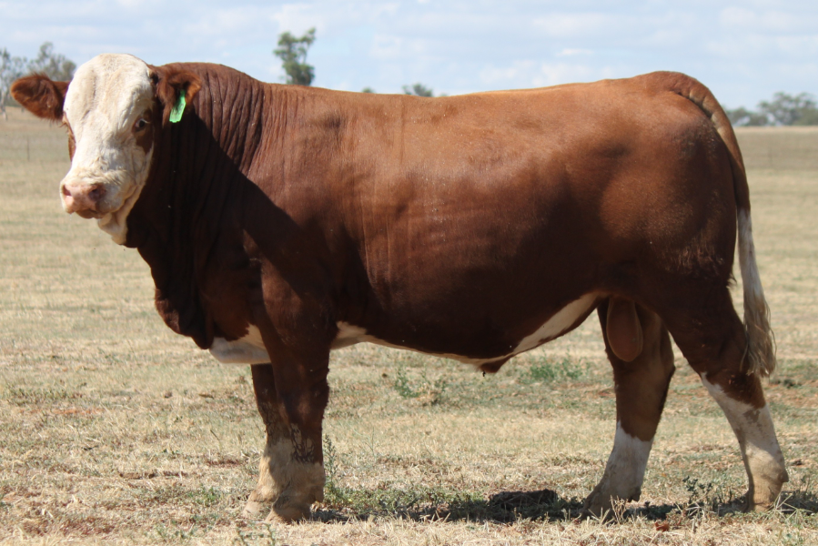 Lot 69 - Tennysonvale Umbra (P) | AuctionsPlus