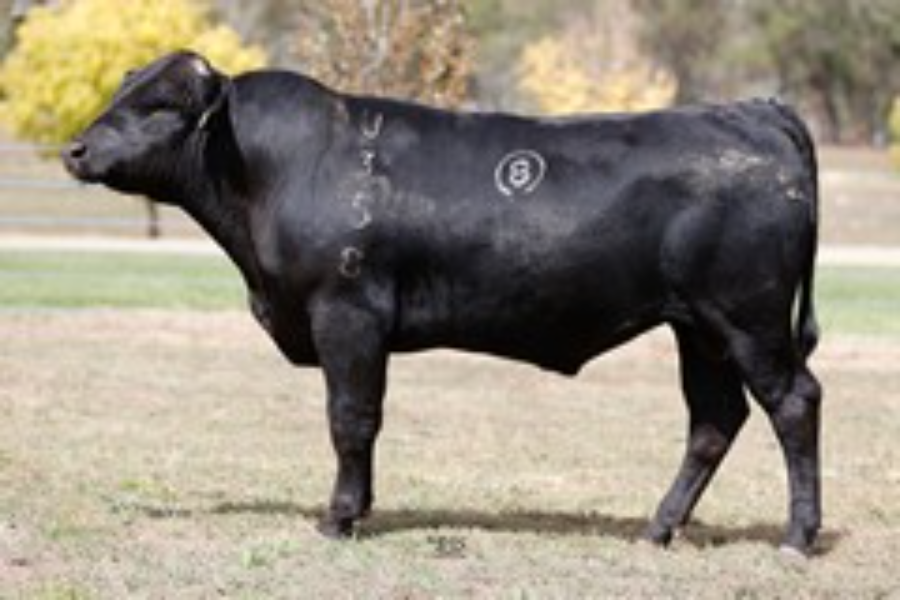 Lot 32 - CIRCLE8BULLS U358 (ET) | AuctionsPlus