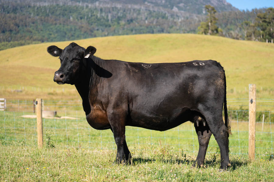 Lot 16A - BARNETT NEFERTITI S8 X CLUDEN NEWRY UPPERCUT U15 | AuctionsPlus