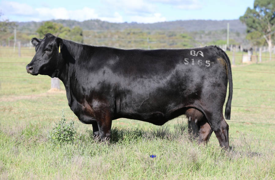 Lot 23 - BOORAGUL DANDALOO S165 X CIRCLE 8 SHENANIGANS S654 | AuctionsPlus