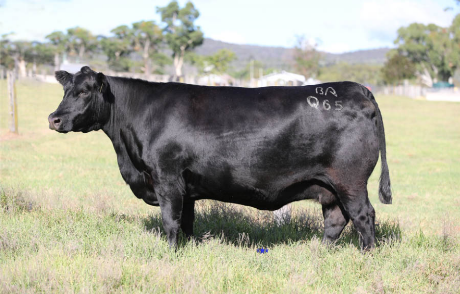 Lot 24 - BOORAGUL FLEUR Q65 X DUNOON PRIME MINISTER P758 EXPORT ...