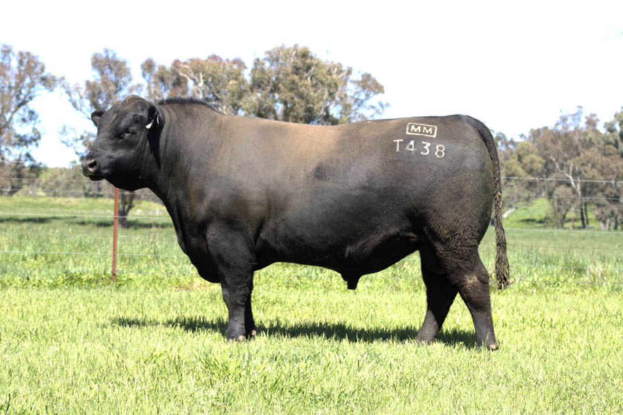 Lot 40 - Millah Murrah Tiny Dancer EXPORT ELIGIBLE | AuctionsPlus