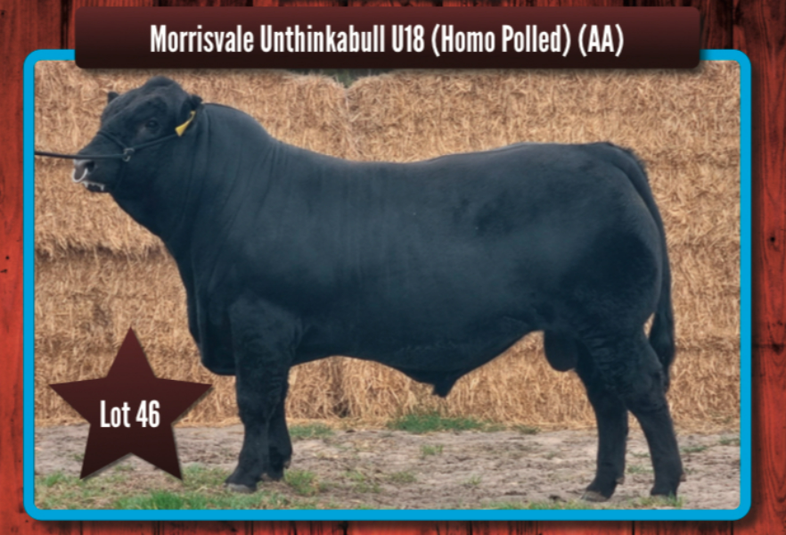 Lot 46B - MORRISVALE UNTHINKABULL (PP B AA) | AuctionsPlus