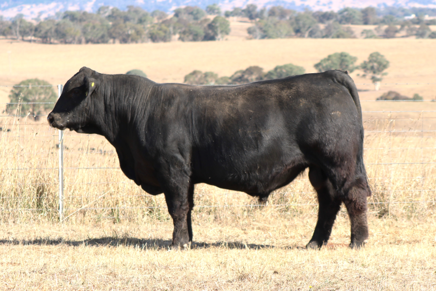 Lot 62 - ROSEDALE U115 (P) | AuctionsPlus