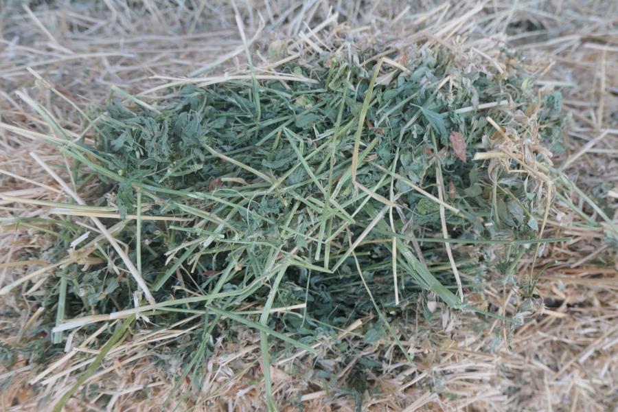 Lot 21 - Lucerne Hay - Small Square Bales x 10 Pack | AuctionsPlus