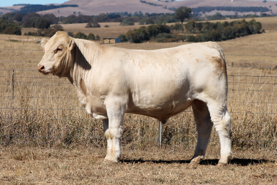 Lot 50 - ROSEDALE VAMOS (P) | AuctionsPlus