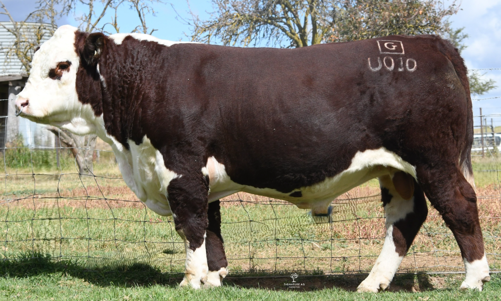 Lot 26 - GRATHLYN ULTIMATE U10 (AI) (PP) | AuctionsPlus