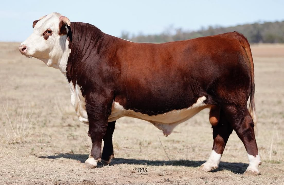 Lot 71 - ASHMAR LOTTERY U060 (H) | AuctionsPlus