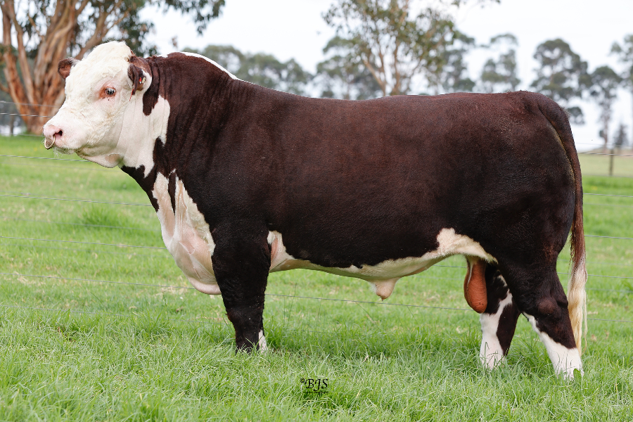 Lot 77 - MAWARRA MID WEST U356 (H) | AuctionsPlus