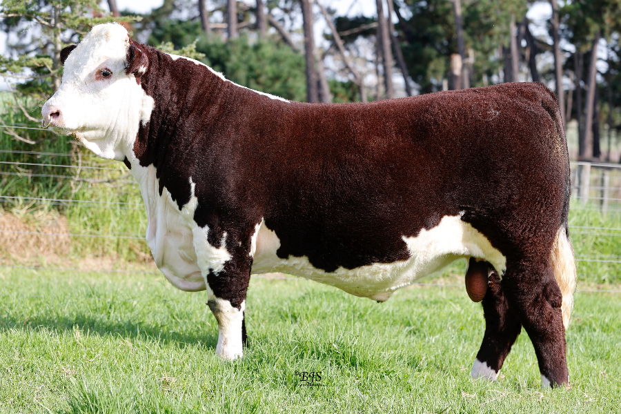 Lot 105 - MAWARRA MILLIONAIRE U377 (AI) (H) | AuctionsPlus