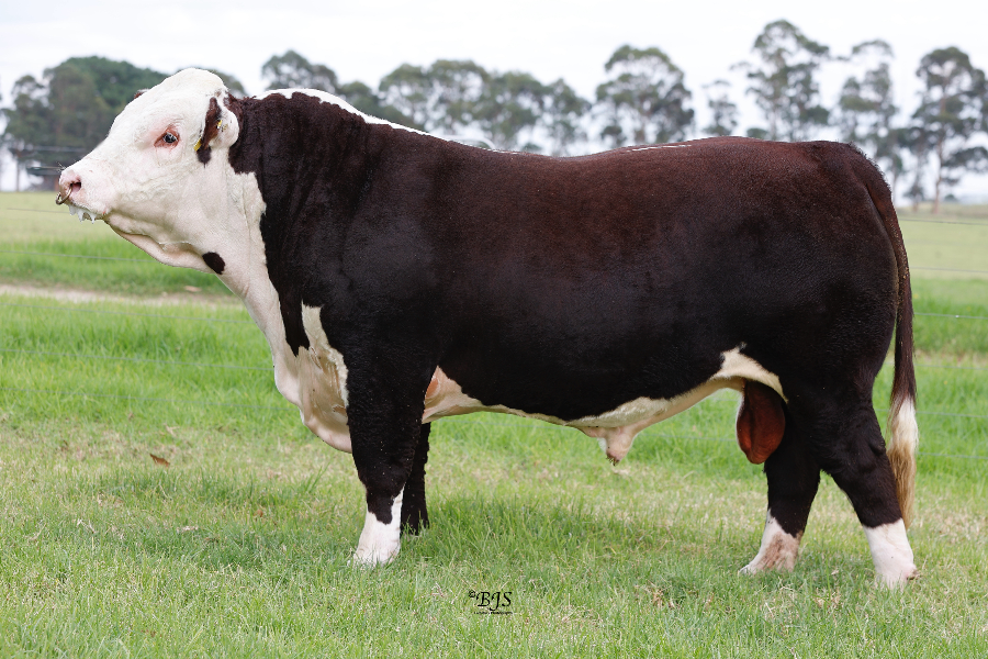 Lot 115 - MAWARRA MASTERPIECE U230 (H) | AuctionsPlus