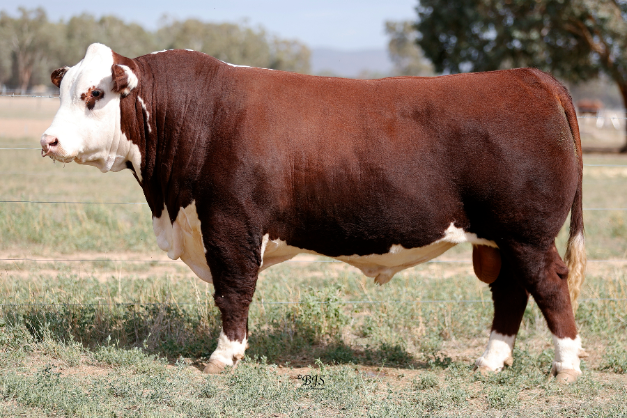 Lot 116 - MAWARRA B UTOPIA U004 (AI) (PP) | AuctionsPlus