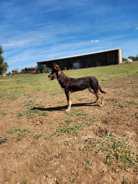 Lot 33 - Doc | AuctionsPlus