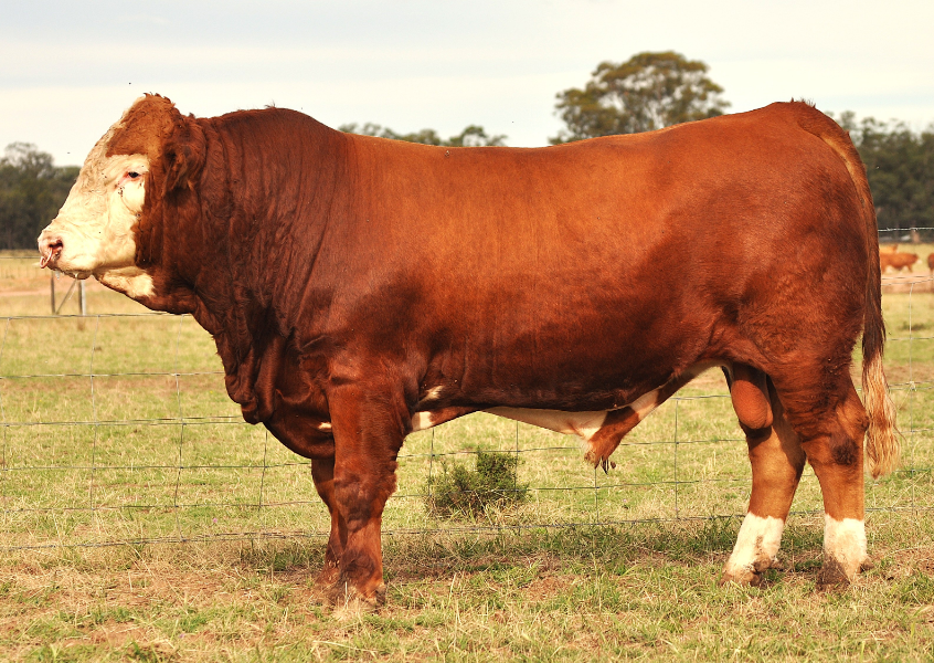 COUNTRY STYLE SIMMENTAL STUD BULL & FEMALE SALE - Auction 125631 ...