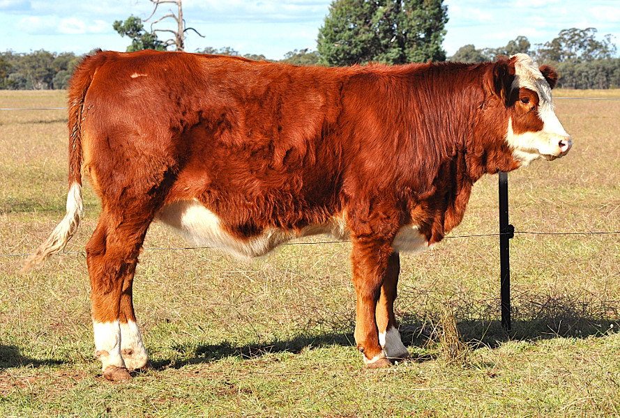 Lot 11 - COUNTRY STYLE VAL | AuctionsPlus