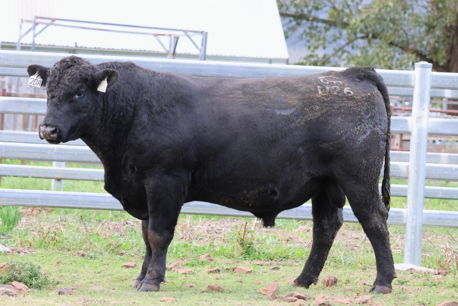 WATTLETOP ULTIMATE U26 | AuctionsPlus