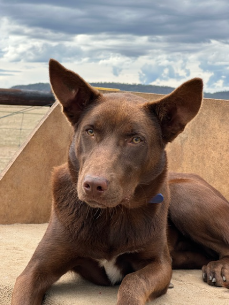 Lot 18 - Elfinvale Ronnie | AuctionsPlus
