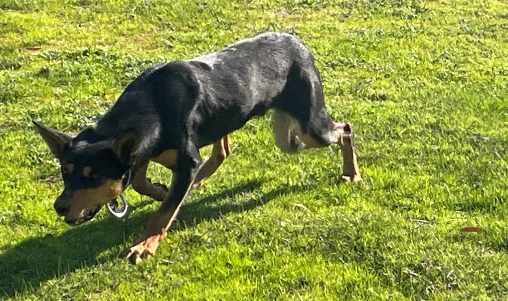 Lot 27 - Capree Joey | AuctionsPlus