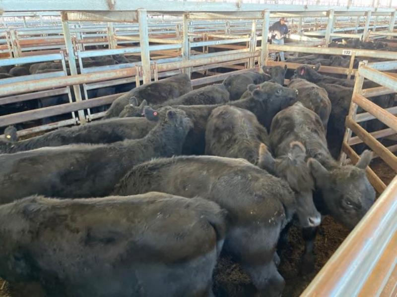 Pen 133/N - 14 Angus X Angus Heifer 322.5kg (Total 4515kg) | AuctionsPlus