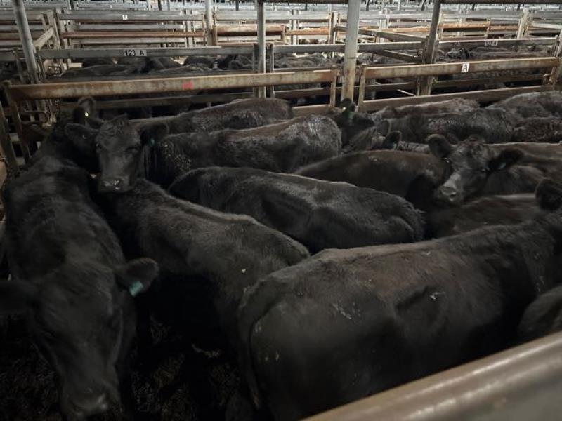 Pen 139/N - 10 Angus X Angus Grown Heifers 349.0kg (Total 3490kg ...