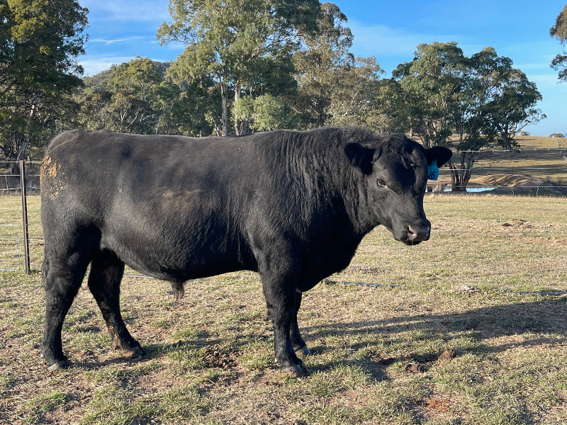 Lot 634 - Stud Bull - Jackaroo Angus U6 | AuctionsPlus