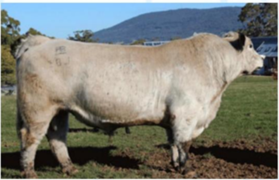 1 X EMBRYO - HANGING ROCK HORATIO (HRS H03) x SIX STAR PHO-FINISH N85 ...