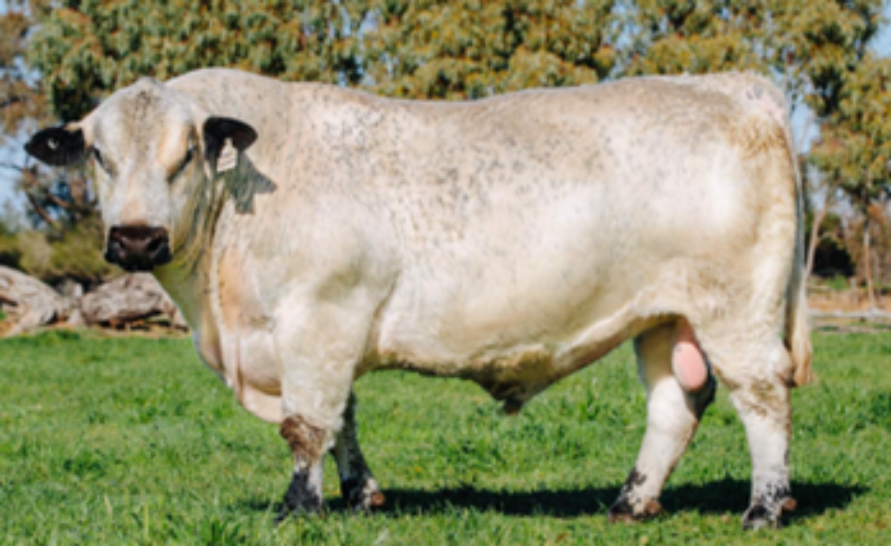 Lot 623 - 5 X STRAWS -RIVERINA SONAR J301 (RIV J301) | AuctionsPlus