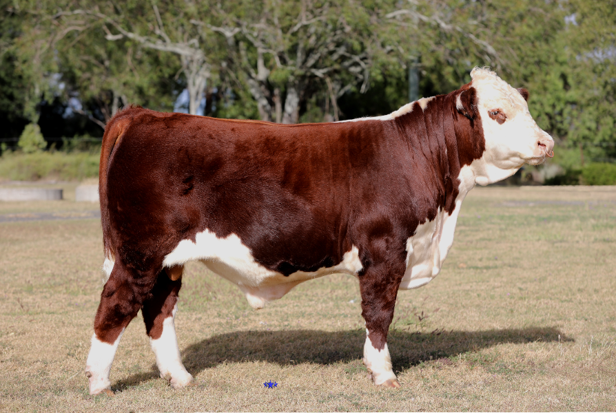 Lot 51 - CALLAWAY Q135 VORTEX V007 (AI) (PP) | AuctionsPlus