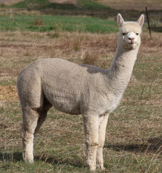 AUSTRALIAN ALPACA ASSOCIATION MEMBERS AUCTION - Auction 125216 ...