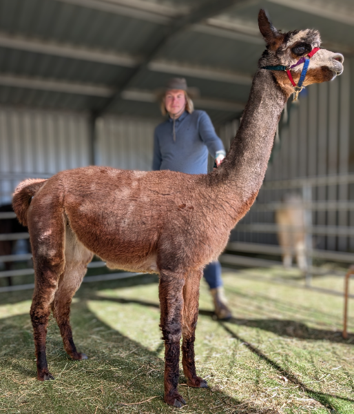 Lot 37 - Wedgetail Rise Evie | AuctionsPlus