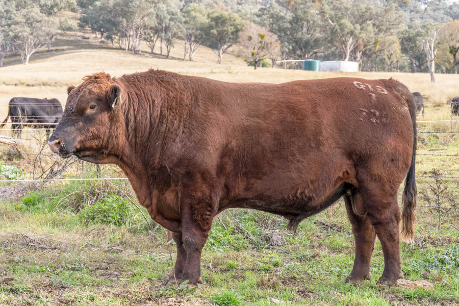 Lot 45 - TALOOBY RED TAMARILLO T720 | AuctionsPlus