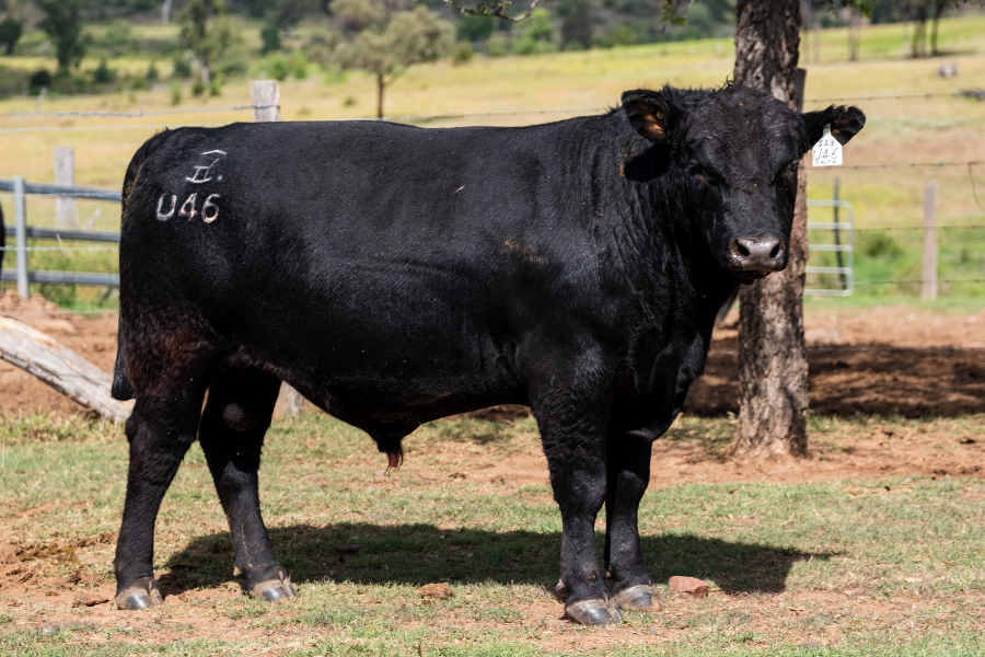 ROCKING CHAIR RANCH ANNUAL ANGUS BULL SALE - Auction 126091 | AuctionsPlus