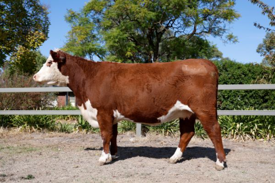 Lot 18 - TOBRUK DAISY T32 (AI) (ET) (PP) | AuctionsPlus