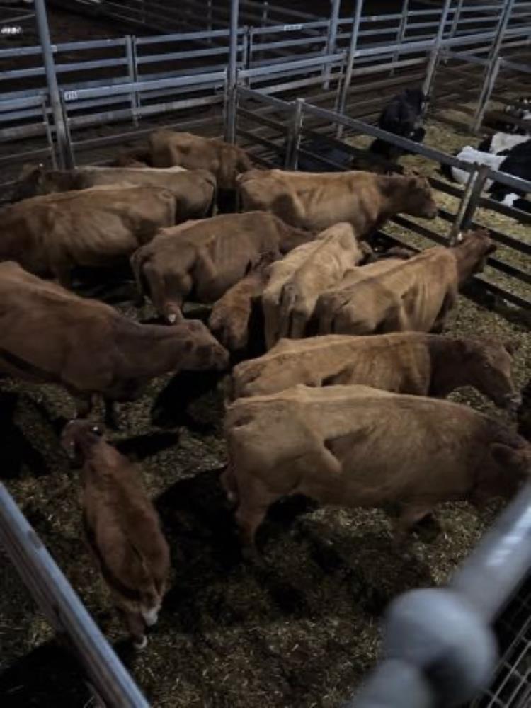 Pen 414-N - 10 Red Angus X Cow And Calf 515.5kg (Total 5155kg ...