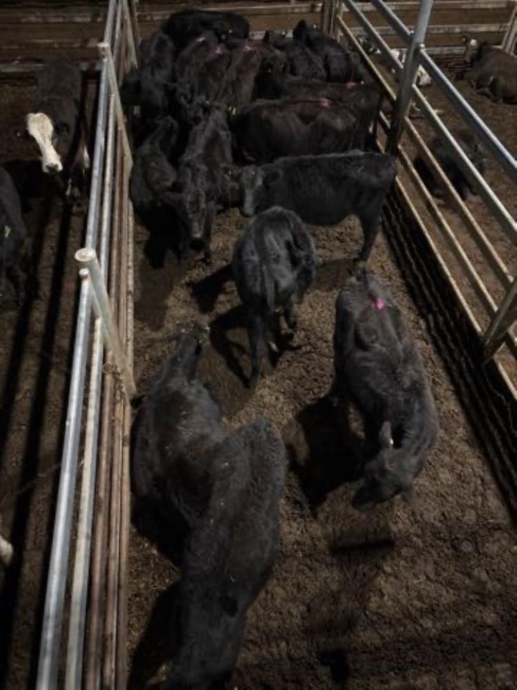 Pen 335-N - 12 Angus X Heifer 191.7kg (Total 2300kg) | AuctionsPlus