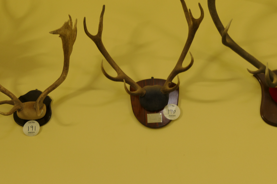 Lot 190 - NZ Stag horns | AuctionsPlus